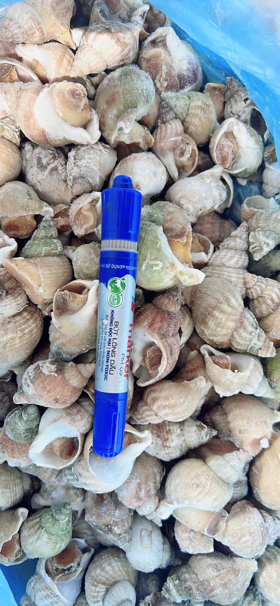 ỐC BULOT SIZE 30-50 THÙNG 10KG - Happy Papa's Food